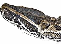 Central African rock python Facts for Kids