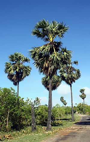 Palmyra palm Facts for Kids