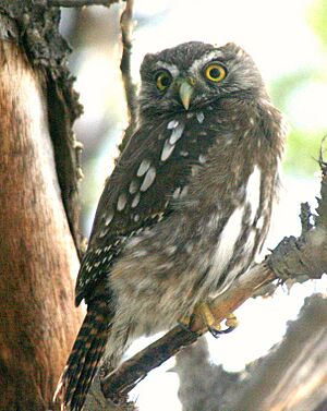 Austral pygmy owl Facts for Kids