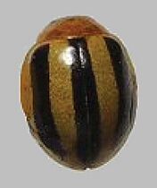 Ladybug Facts for Kids