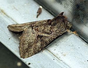 Eastern streaked plusia Facts for Kids