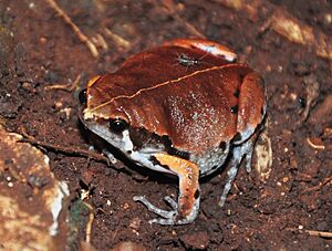 Northern sheep frog Facts for Kids