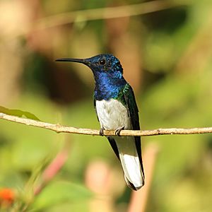 White-necked jacobin Facts for Kids