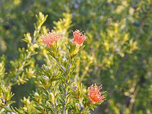 Eremaea pauciflora Facts for Kids