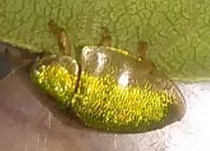 Geiger tortoise beetle Facts for Kids