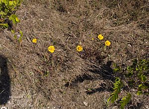 Savanna sneezeweed Facts for Kids