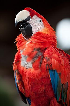 Parrot Facts for Kids
