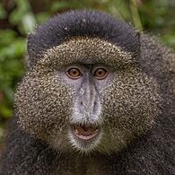 Golden monkey Facts for Kids