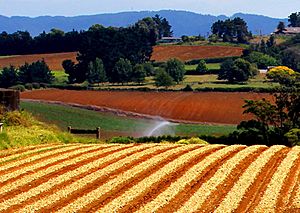 Puni, New Zealand Facts for Kids