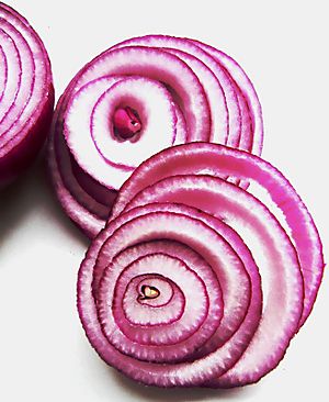 Red onion Facts for Kids