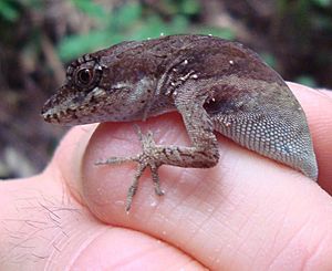 Roatan anole Facts for Kids