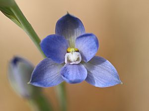 Coastal sun orchid Facts for Kids