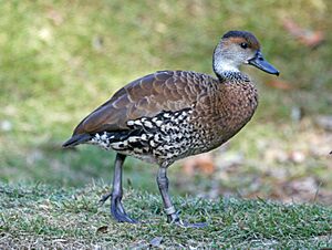 West Indian whistling duck Facts for Kids