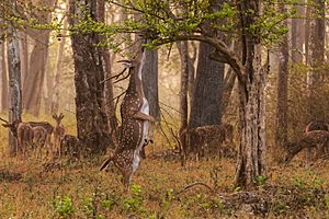 Chital Facts for Kids
