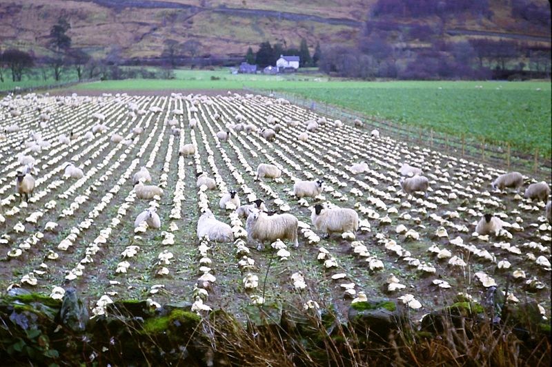 Image: Sheep in turnip field, Auchindrain, Argyll