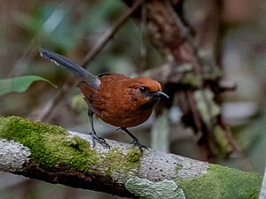Ruddy spinetail Facts for Kids