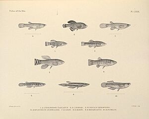 Arabian toothcarp Facts for Kids