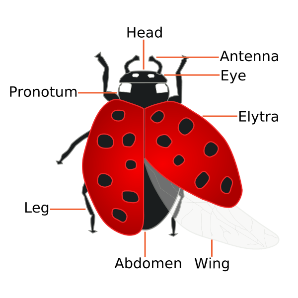 Image: Coccinellidae (Ladybug) Anatomy