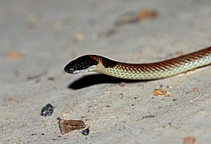 Red-naped snake Facts for Kids