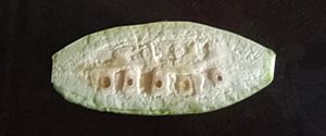 Pointed gourd Facts for Kids