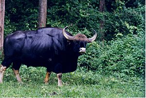 Gaur Facts for Kids