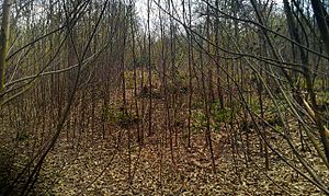Shrub's Wood Long Barrow Facts for Kids
