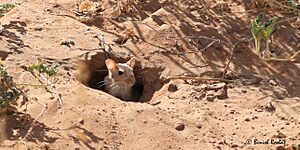 Sundevall's jird Facts for Kids