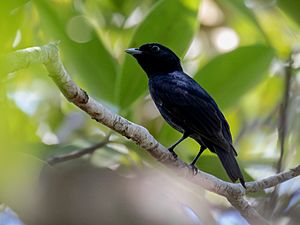 Black manakin Facts for Kids