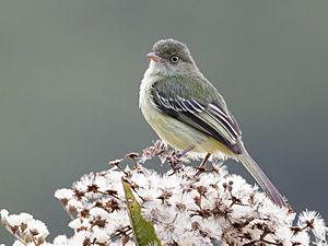 Mishana tyrannulet Facts for Kids