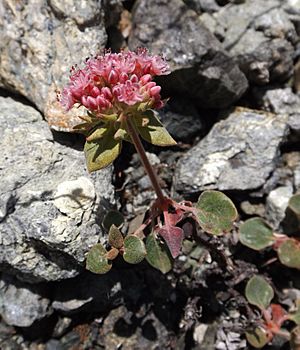 Snow Mountain buckwheat Facts for Kids