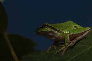 European tree frog Facts for Kids