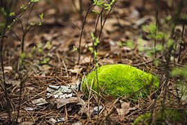 Moss Facts for Kids