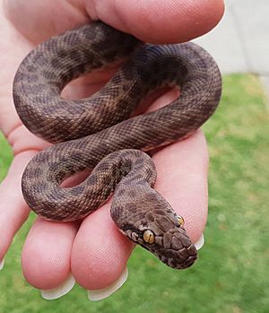 Children's python Facts for Kids