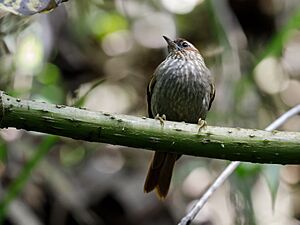 Spectacled prickletail Facts for Kids