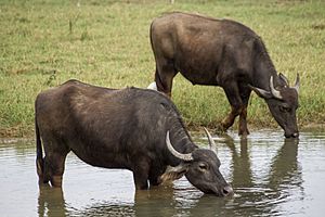 Water buffalo Facts for Kids