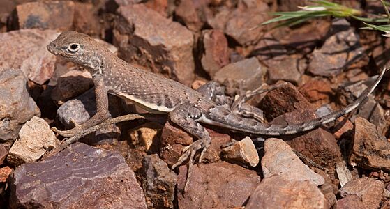 Greater earless lizard Facts for Kids