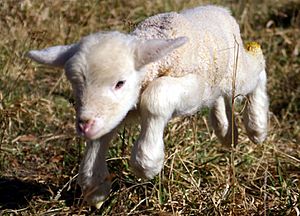 Domestic sheep Facts for Kids