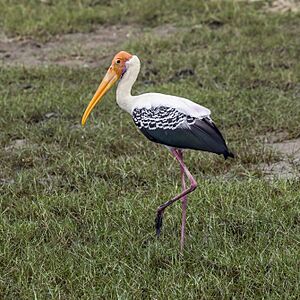 Painted stork Facts for Kids