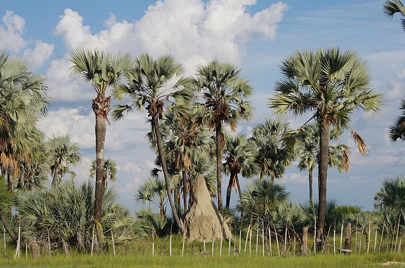 Image: Typical landscape of Oshana Region, Namibia