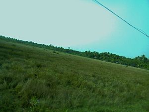 Pokkali Rice Facts for Kids