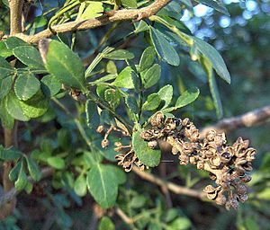 Zanthoxylum fagara Facts for Kids