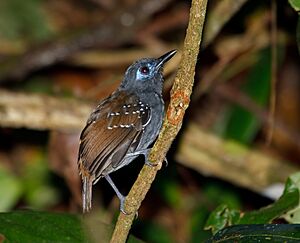 Chestnut-backed antbird Facts for Kids
