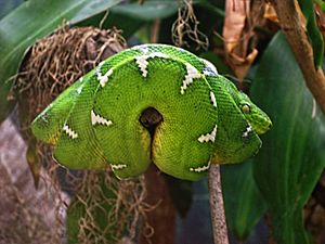 Emerald tree boa Facts for Kids