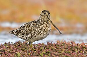 Fuegian snipe Facts for Kids