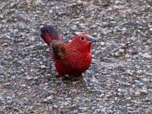 Rock firefinch Facts for Kids