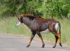 Sable antelope Facts for Kids