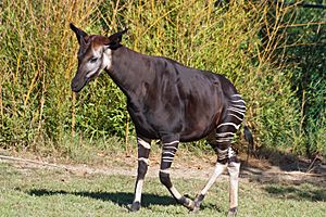 Okapi Facts for Kids