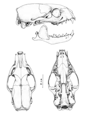 Egyptian mongoose Facts for Kids