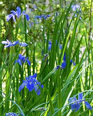 Giant blue iris Facts for Kids