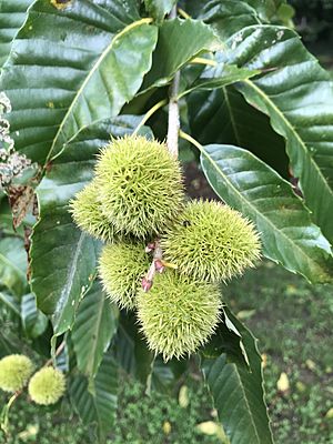 Castanea henryi Facts for Kids